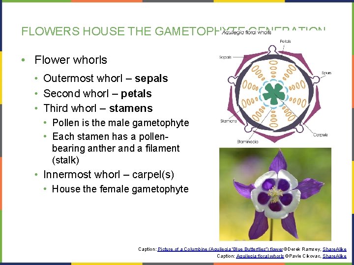 BIOLOGY 2 E Chapter 32 PLANT REPRODUCTION Power