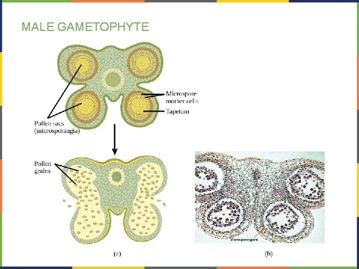 BIOLOGY 2 E Chapter 32 PLANT REPRODUCTION Power