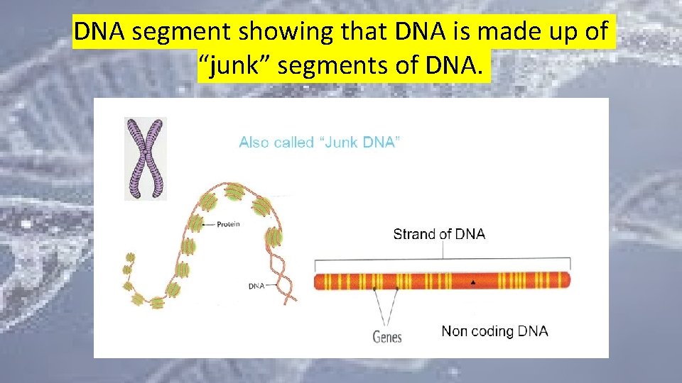 Human Genome Genes DNA Does every nitrogen base