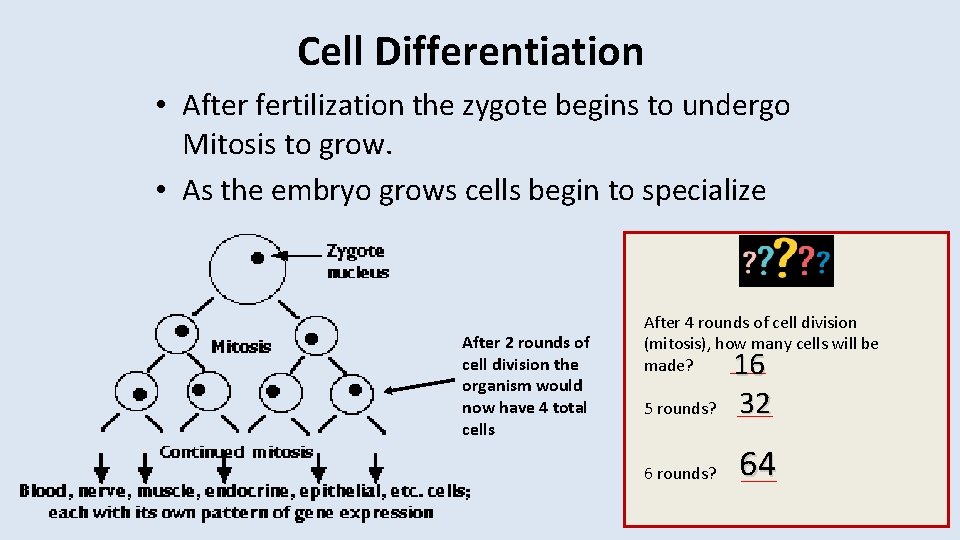 Human Genome Genes DNA Does every nitrogen base