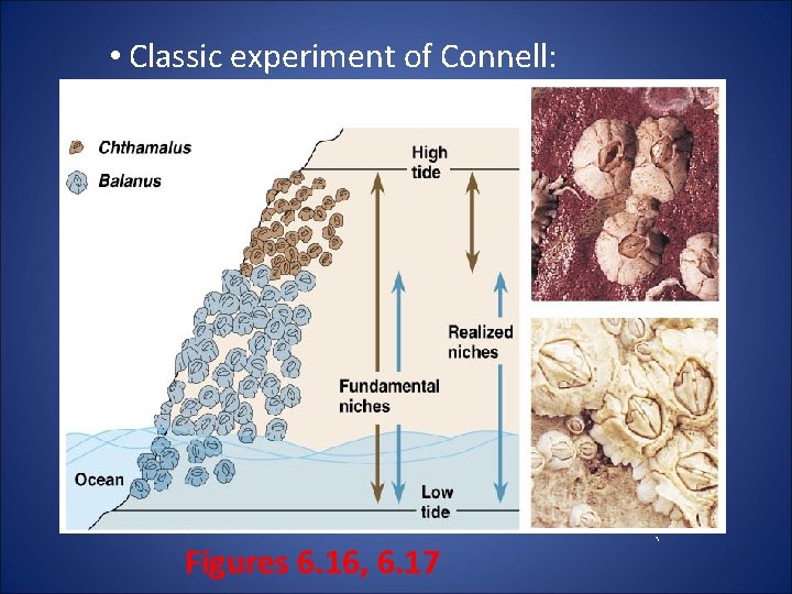 Factors affecting Rocky Intertidal Zonation Patterns Intertidal Zones