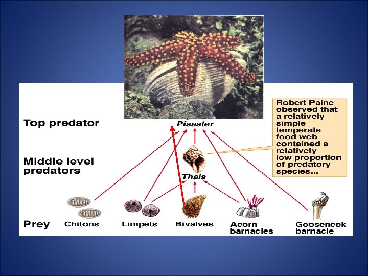 Factors affecting Rocky Intertidal Zonation Patterns Intertidal Zones