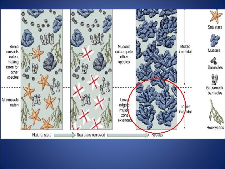 Factors affecting Rocky Intertidal Zonation Patterns Intertidal Zones