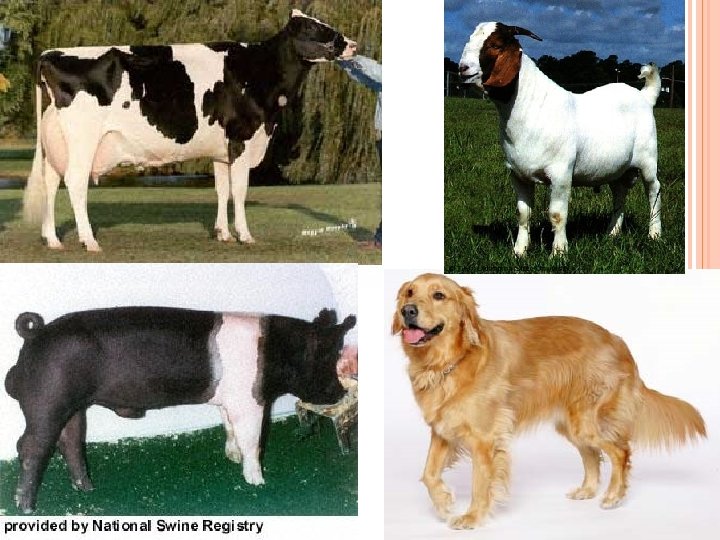 SYSTEMS OF BREEDING Bellwork What is your favorite