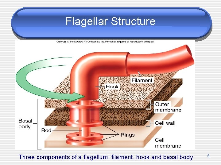 LECTURES IN MICROBIOLOGY The Prokaryotes LESSON 4 Sofronio