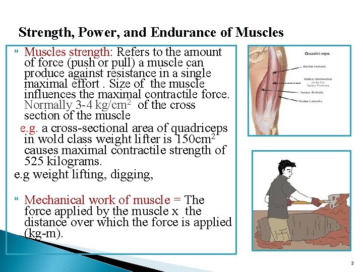 Muscle adaptation to exercise 1 Objective Define strength