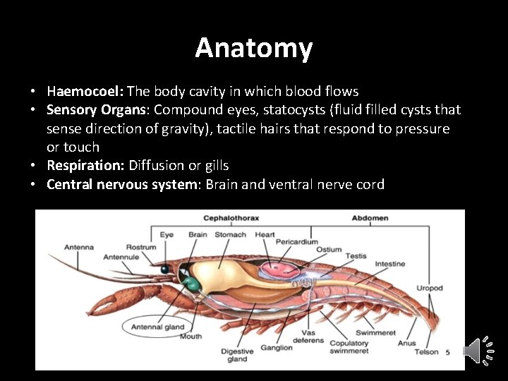 Crustacea By Zackery Zwicker Benjamin OToole Katey Murphy