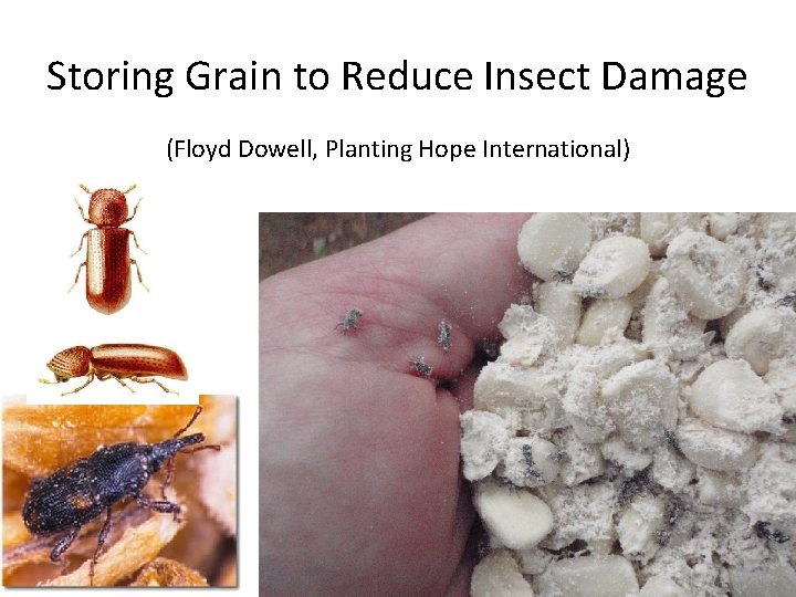 Storing Grain to Reduce Insect Damage Floyd Dowell