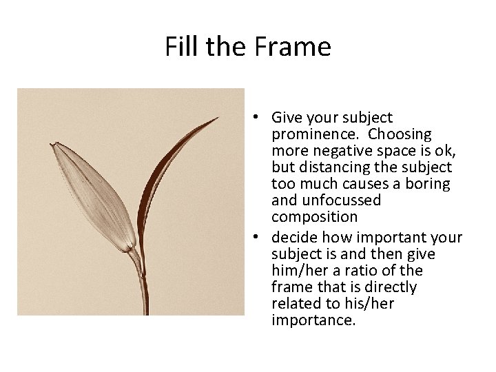 Composition Rules Fill the Frame Give your subject