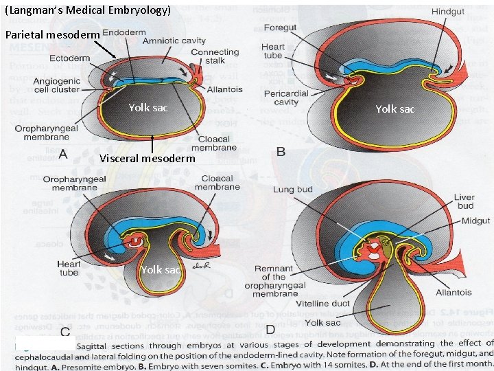 Embryology of Coelomic Cavity and peritoneum Prof Abdulameer