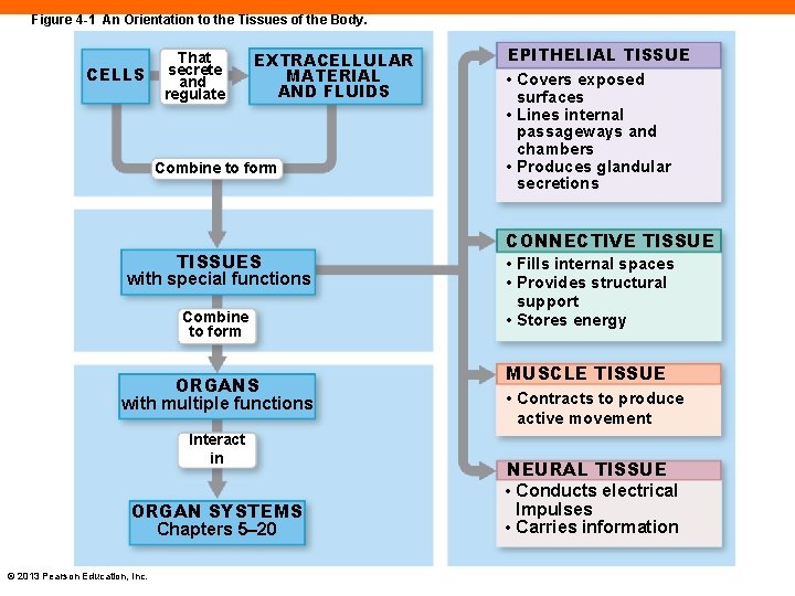 Power Point Lecture Slides prepared by Meg Flemming