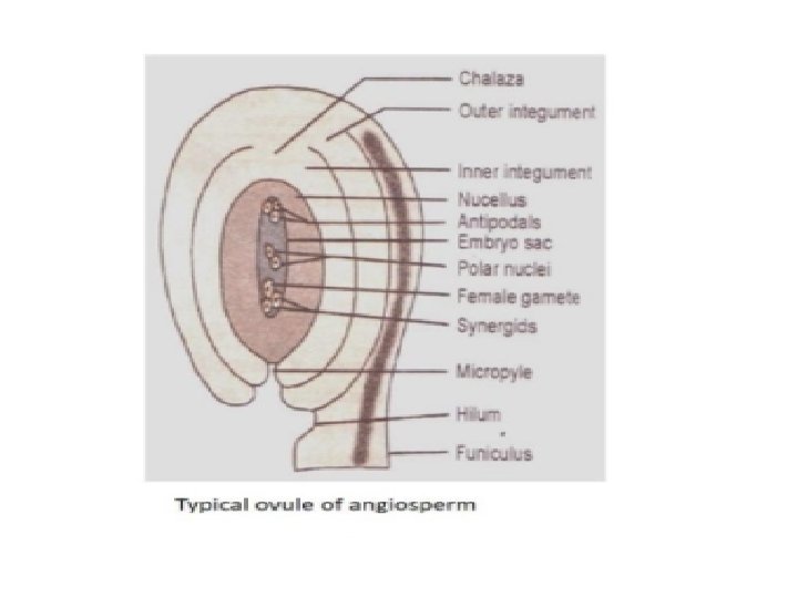 Gametogenesis development of male and female gametes and