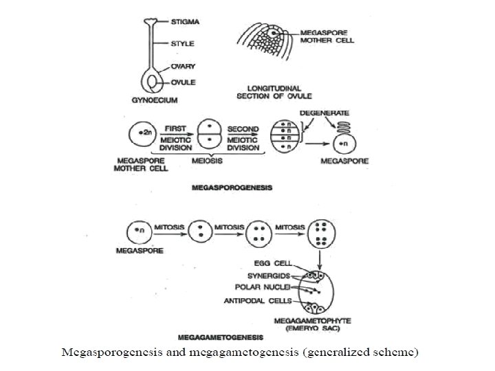 Gametogenesis development of male and female gametes and