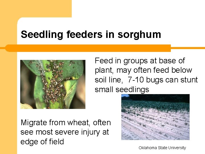 Insect Pests of Grain Sorghum Soybean and Sunflower