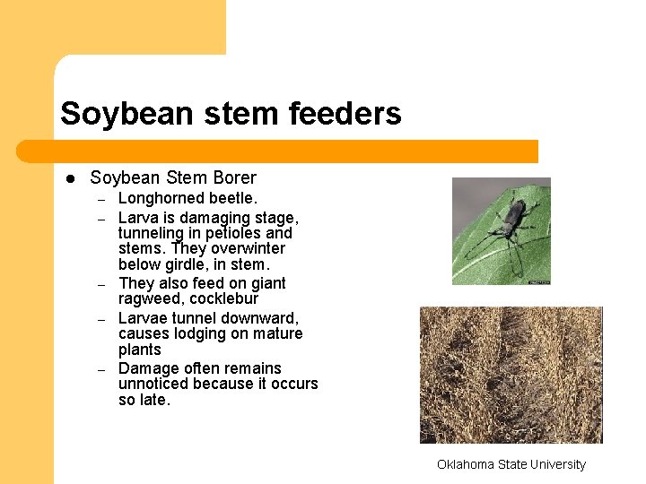 Insect Pests of Grain Sorghum Soybean and Sunflower