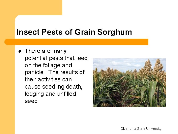 Insect Pests of Grain Sorghum Soybean and Sunflower