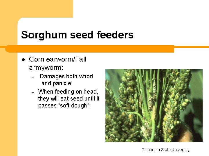 Insect Pests of Grain Sorghum Soybean and Sunflower