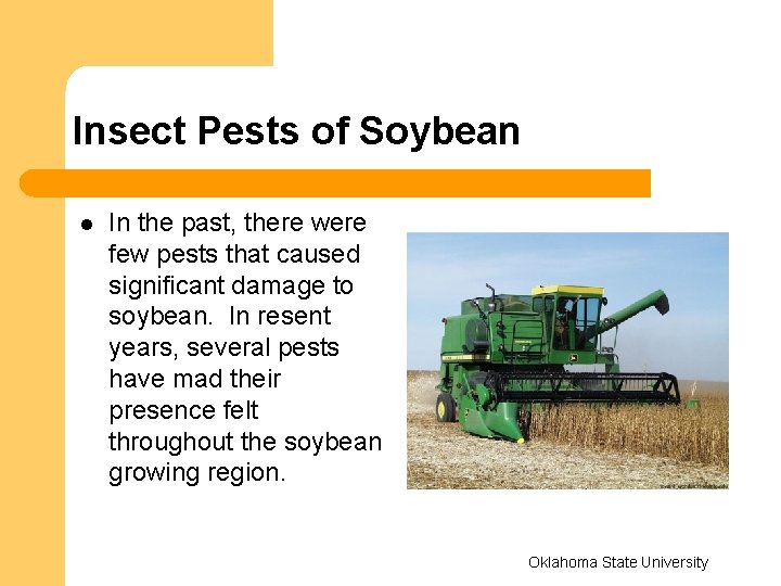 Insect Pests of Grain Sorghum Soybean and Sunflower