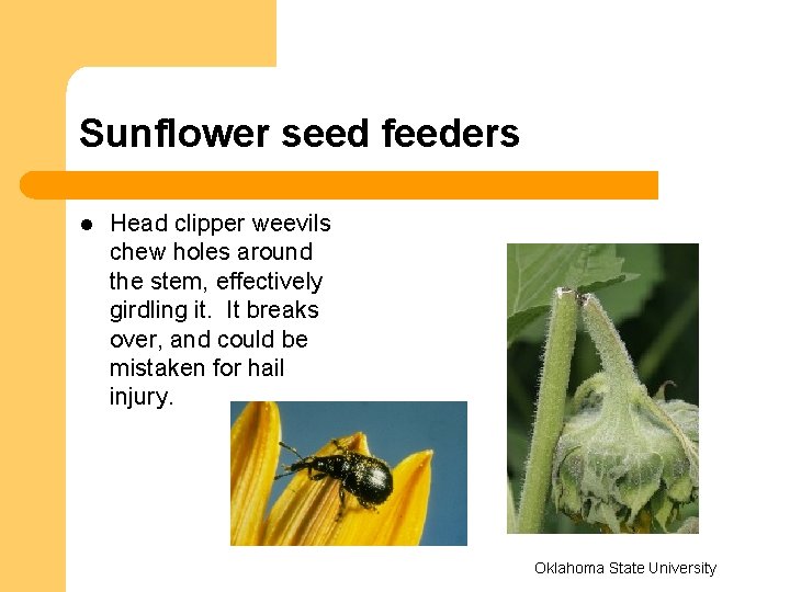 Insect Pests of Grain Sorghum Soybean and Sunflower