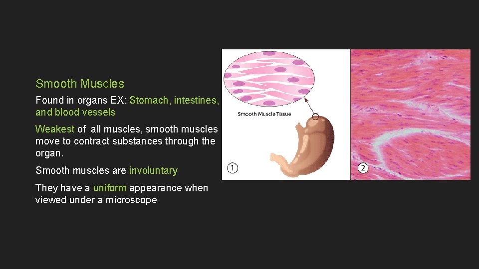 Muscular System Presented by Megan and Trisha Introduction