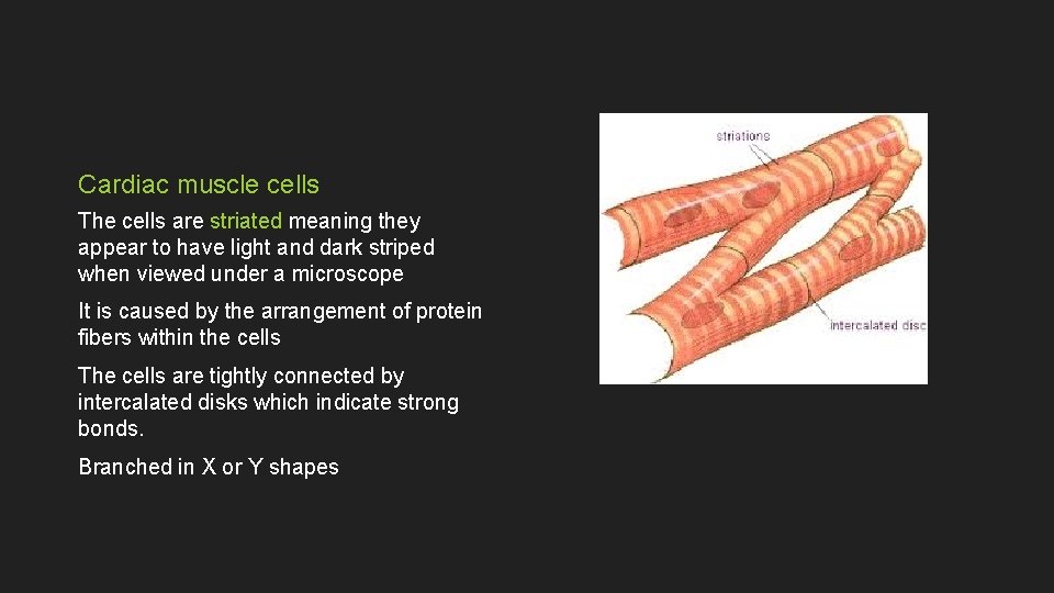 Muscular System Presented by Megan and Trisha Introduction