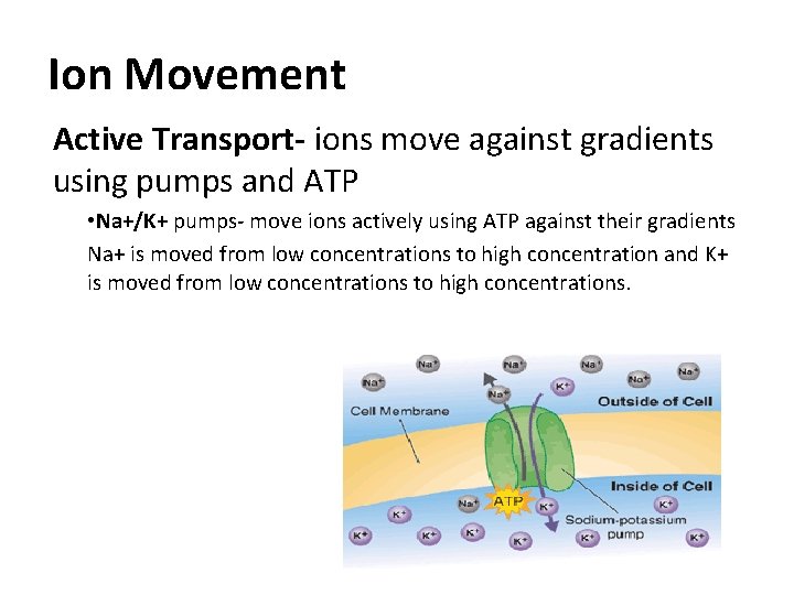 Nerve Impulses Neuron Physiology Action Potentials nerve impulses