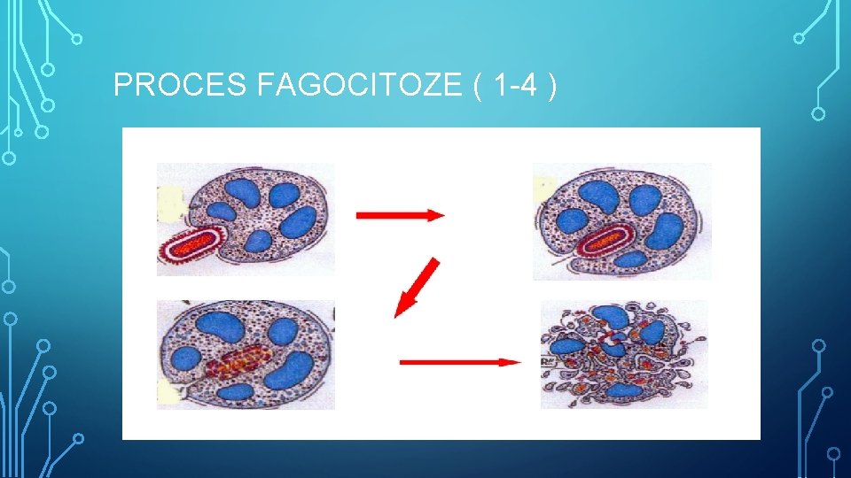 IMUNOLOKE SEROLOKE METODE U MIKROBIOLOKOJ DIJAGNOSTICI Predmet Medicinska