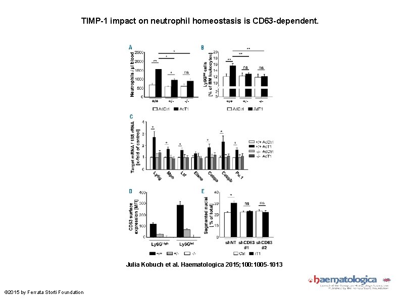 TIMP1 signaling via CD 63 triggers granulopoiesis and