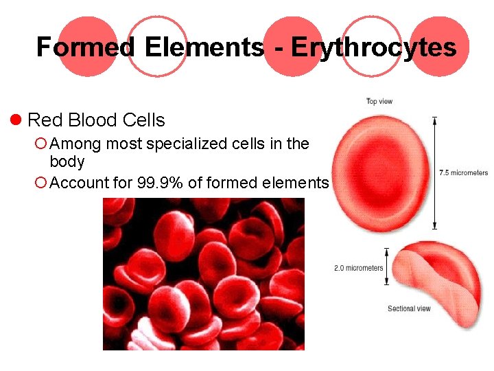 Chapter 17 Blood Overview Blood Composition and Function