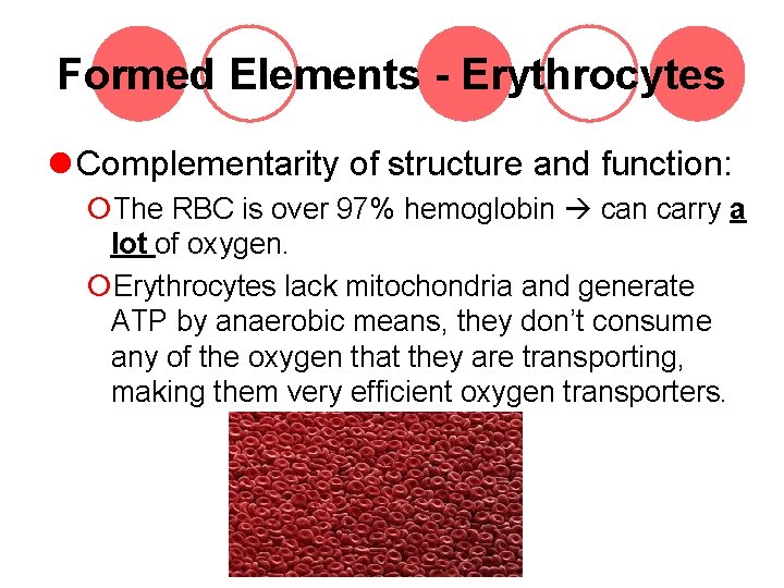 Chapter 17 Blood Overview Blood Composition and Function