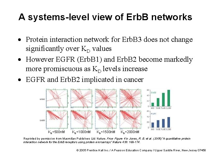 A protein interaction network for Erb B receptors