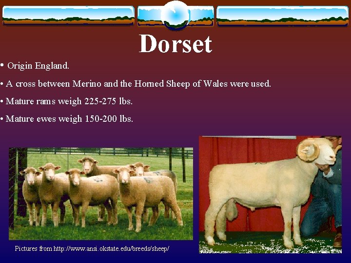 Breeds of Sheep Dorset Origin England A cross