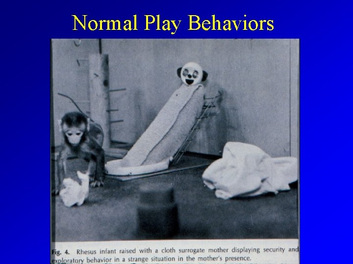 Attachment First social relationship Strong emotional bond between