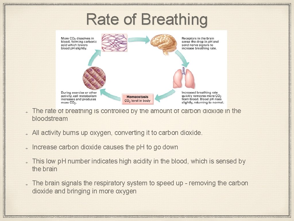 The Respiratory System Exchange of Oxygen and Carbon