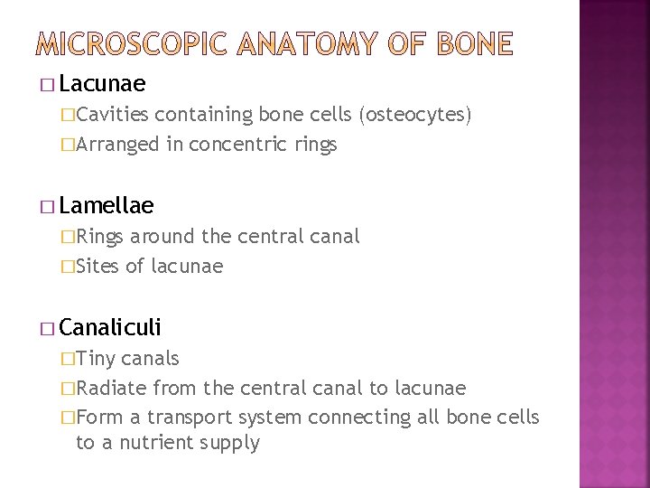 1 Cells v v v Osteocytes mature bone