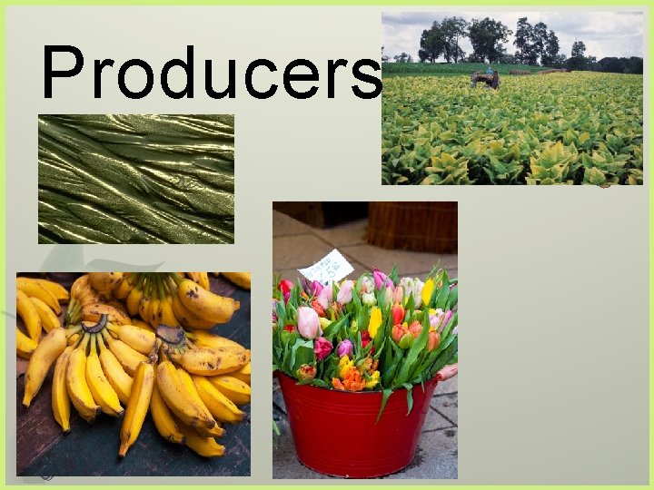 Energy and Life 7 Biology 1 Ms Duncan