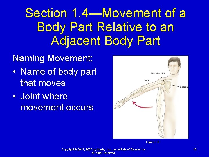 KINESIOLOGY The Skeletal System and Muscle Function Second