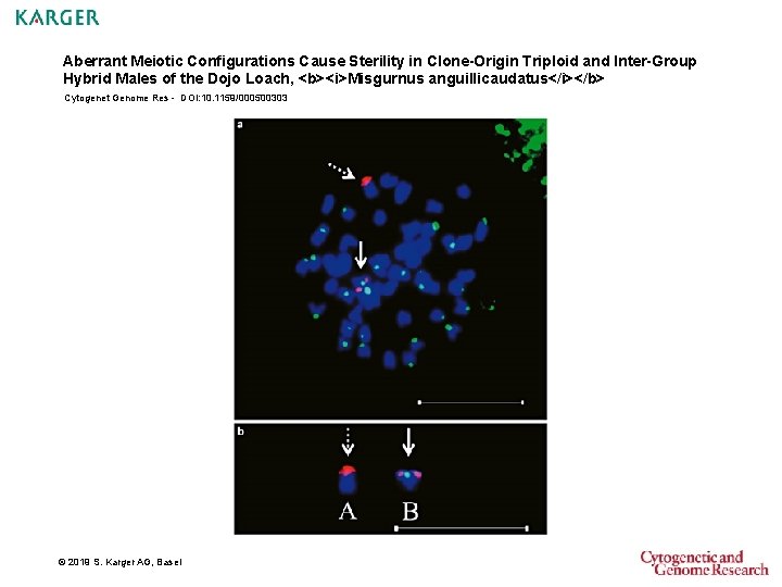 Aberrant Meiotic Configurations Cause Sterility in CloneOrigin Triploid
