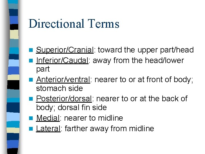 Anatomical Position and Directional Terms Anatomical Positions n