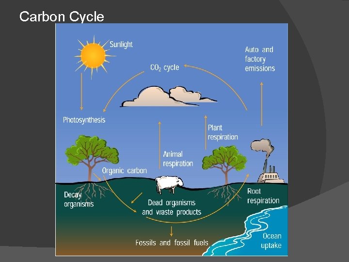Activity 8 The Carbon Cycle Read the introduction