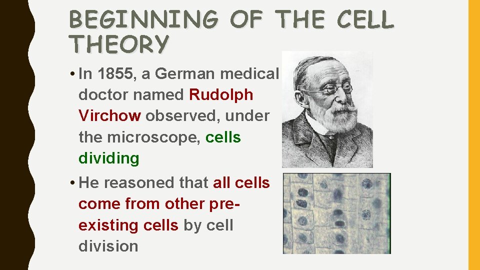 BASIC STRUCTURE OF CELL SAURABH MARU ASSISTANT PROFESSOR