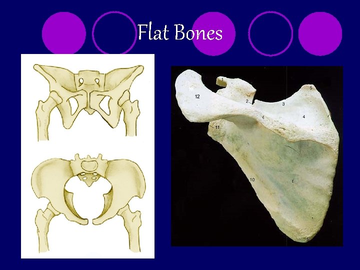 Skeletal System By Brianna Leromain Anatomy and Physiology