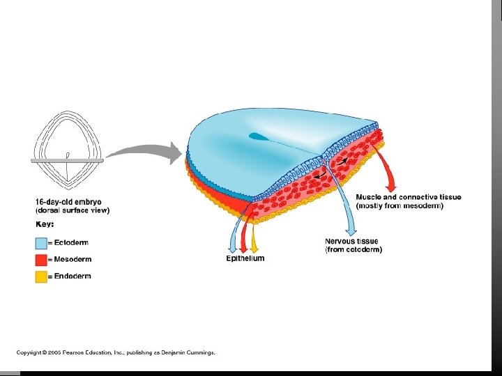 MECHANICAL PROPERTIES OF BIOLOGICAL TISSUEAND TISSUE MECHANICS ROLL