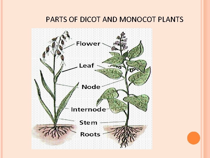 ANATOMY OF DICOT AND MONOCOT STEM PARTS OF