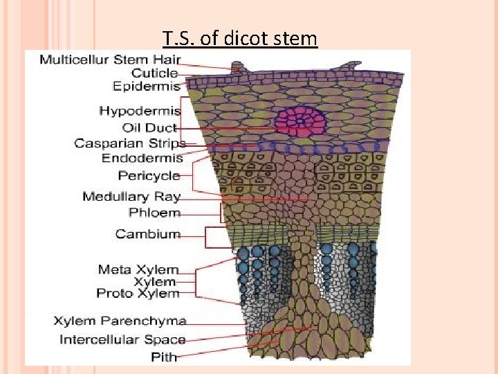 ANATOMY OF DICOT AND MONOCOT STEM PARTS OF