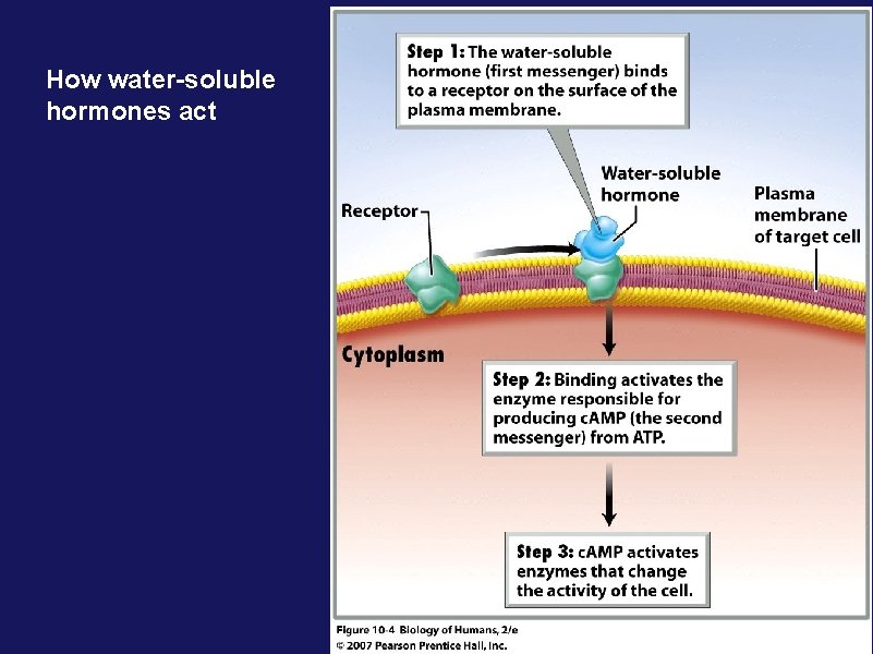 Chapter 10 The Endocrine System The Endocrine System