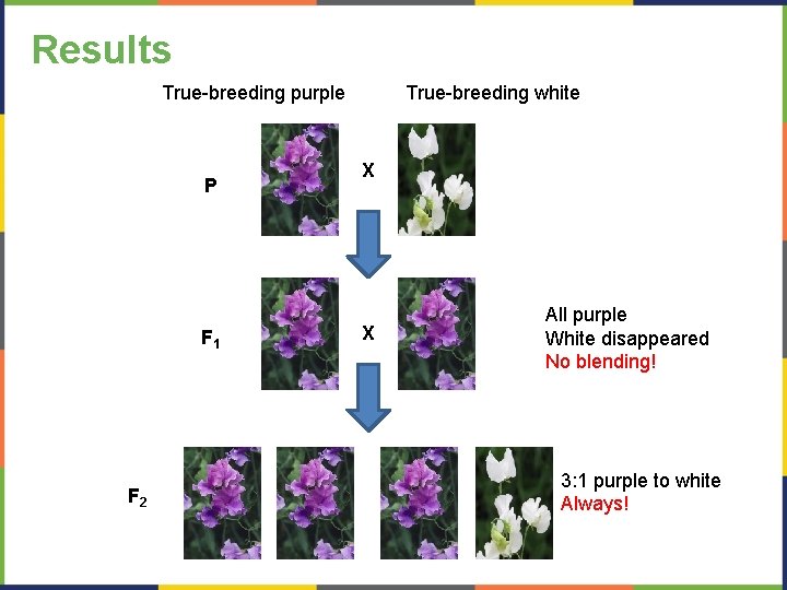 BIOLOGY 2 E Chapter 12 MENDELS EXPERIMENTS AND