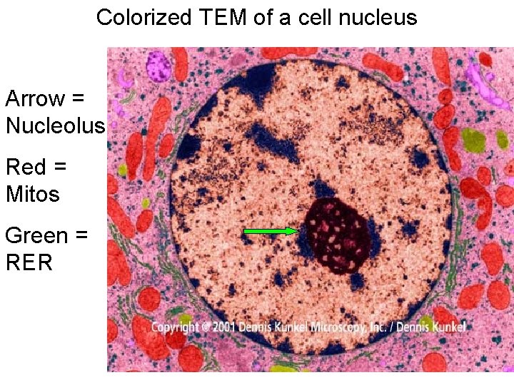 The Cell Observed by Light and Electron Microscopy