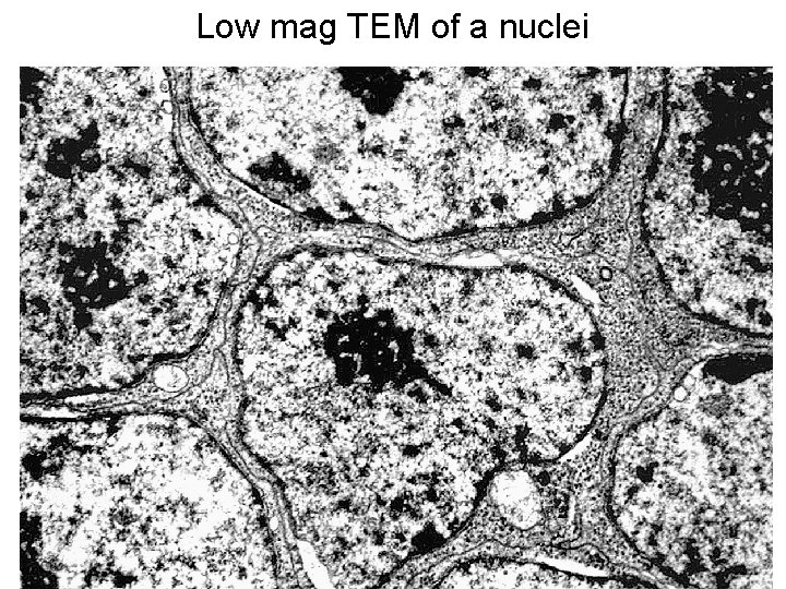 The Cell Observed by Light and Electron Microscopy