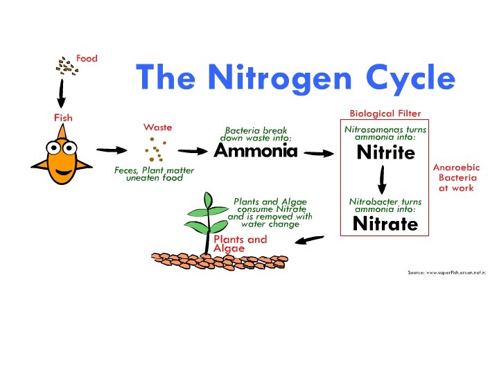 Earths Dynamic cycles Matter cycles and energy flows